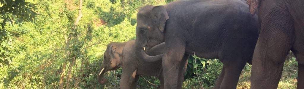 Elephant Rescue Park - Full & Half Day Tour Price, Chiang Mai Thailand