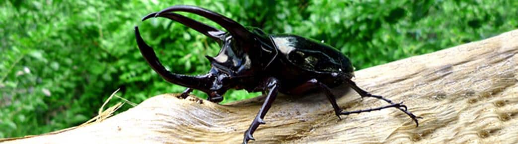 Siam Insect Zoo - Ticket Prices & Opening Hours, Mae Rim Chiang Mai